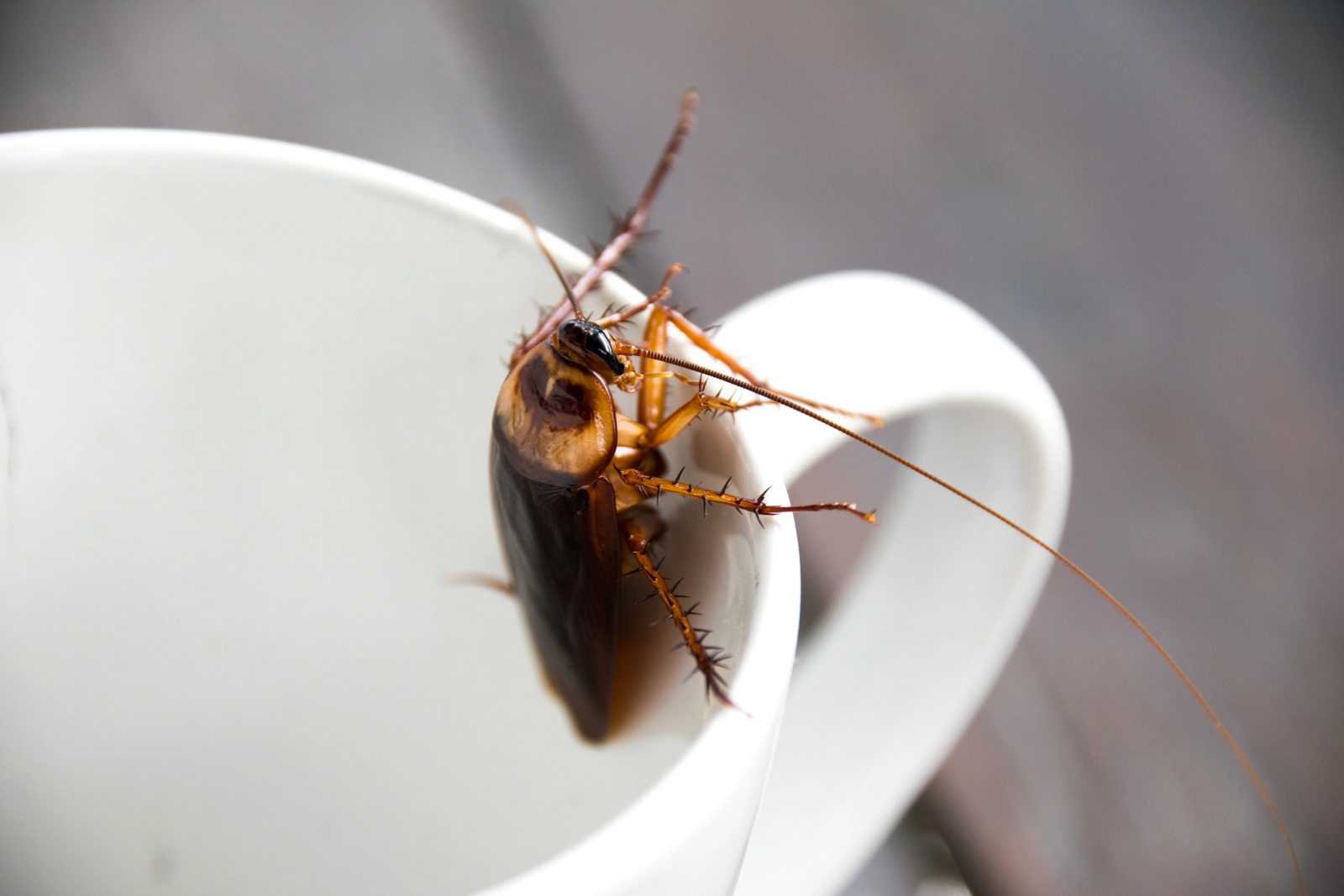 Tips for Getting Rid of Cockroaches | Brooks Pest Control
