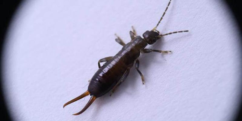Common Pests in California | Brooks Pest Control