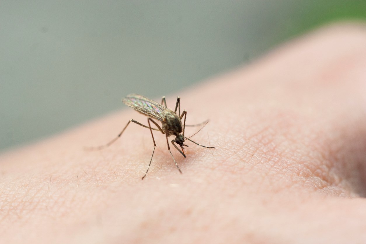 How To Get Rid of Mosquitos in Santa Ana, CA