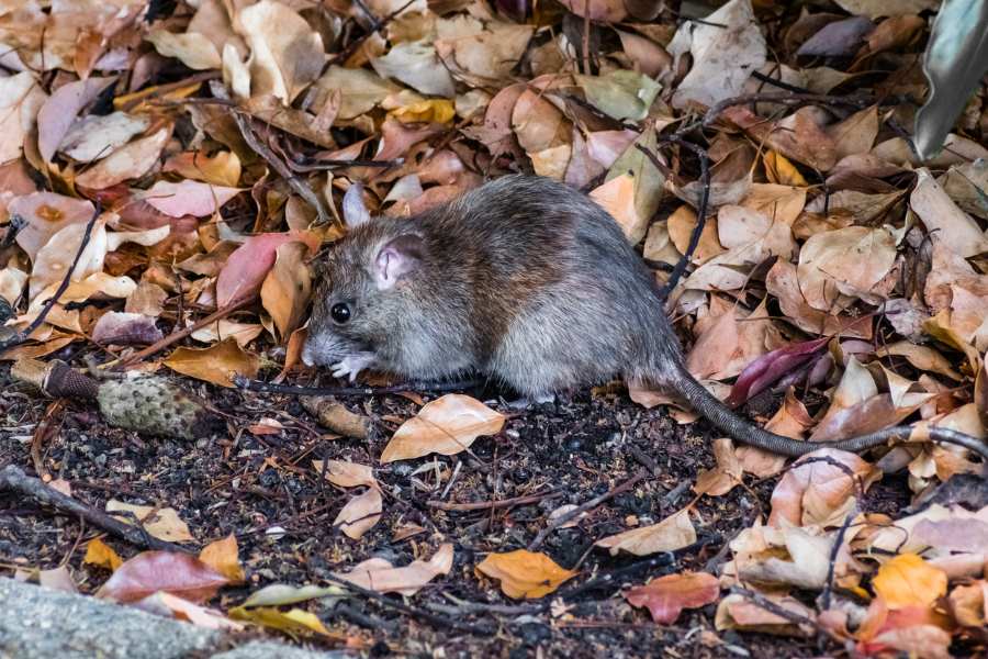 Are Rats a Problem in California? California's Growing Rat Problem