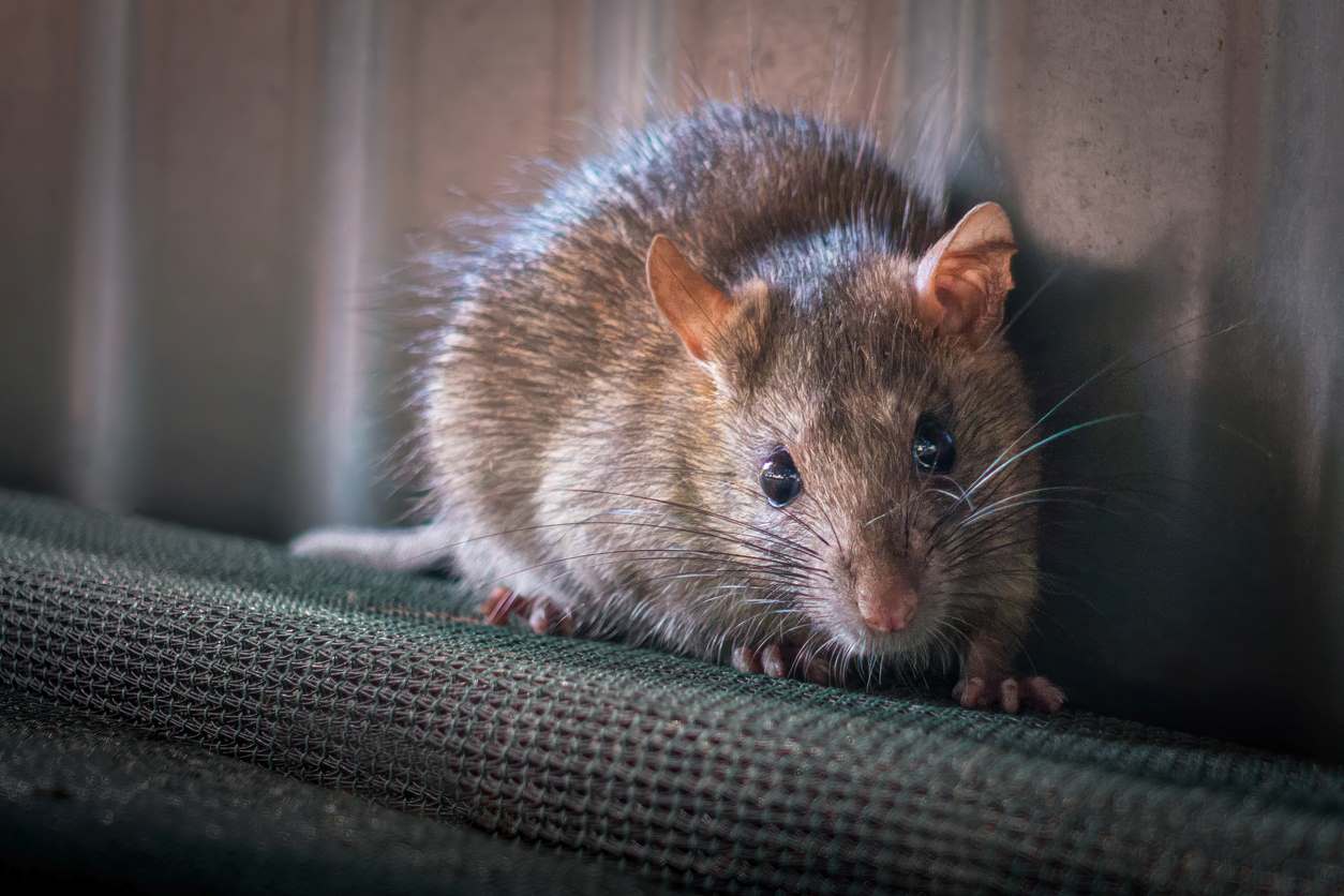 How to Rodent-Proof Your Home in Portland - Brooks Pest Control