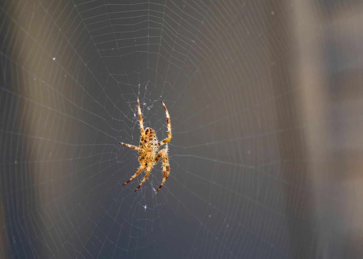 Common Winter Pests in Washington State - Brooks Pest Control