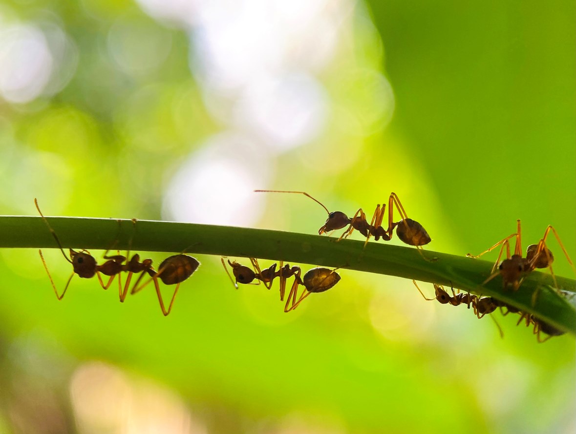 Summer Pest Control Checklist for Anaheim Homeowners - Brooks Pest Control