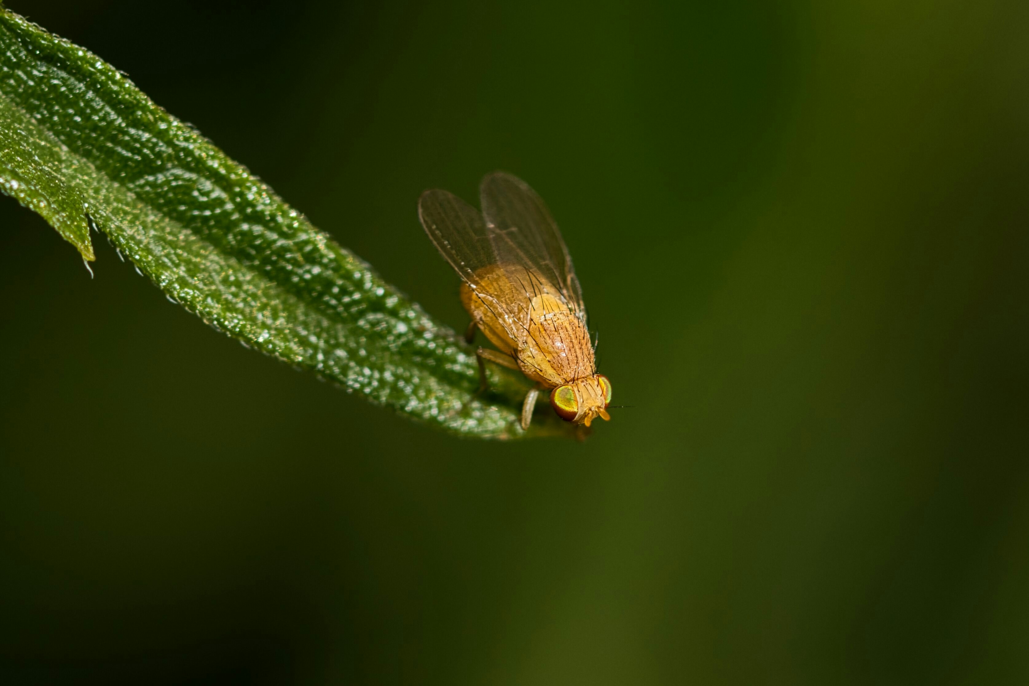 The Truth About Cluster Flies in the Pacific Northwest - Brooks Pest ...